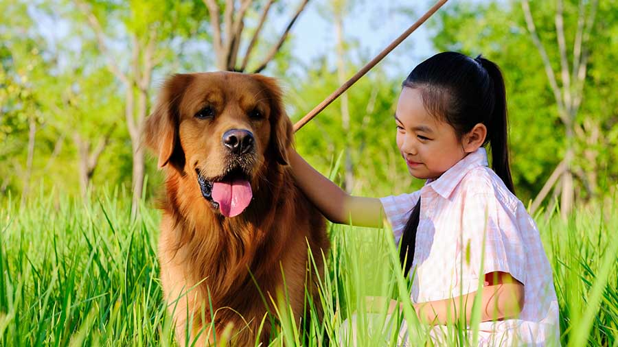 Invirtiendo en la multimillonaria industria de mascotas en China: La ...